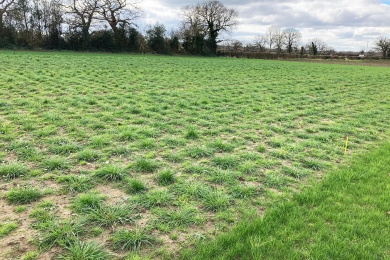 Climate Change: Grass For Tomorrow | Barenbrug